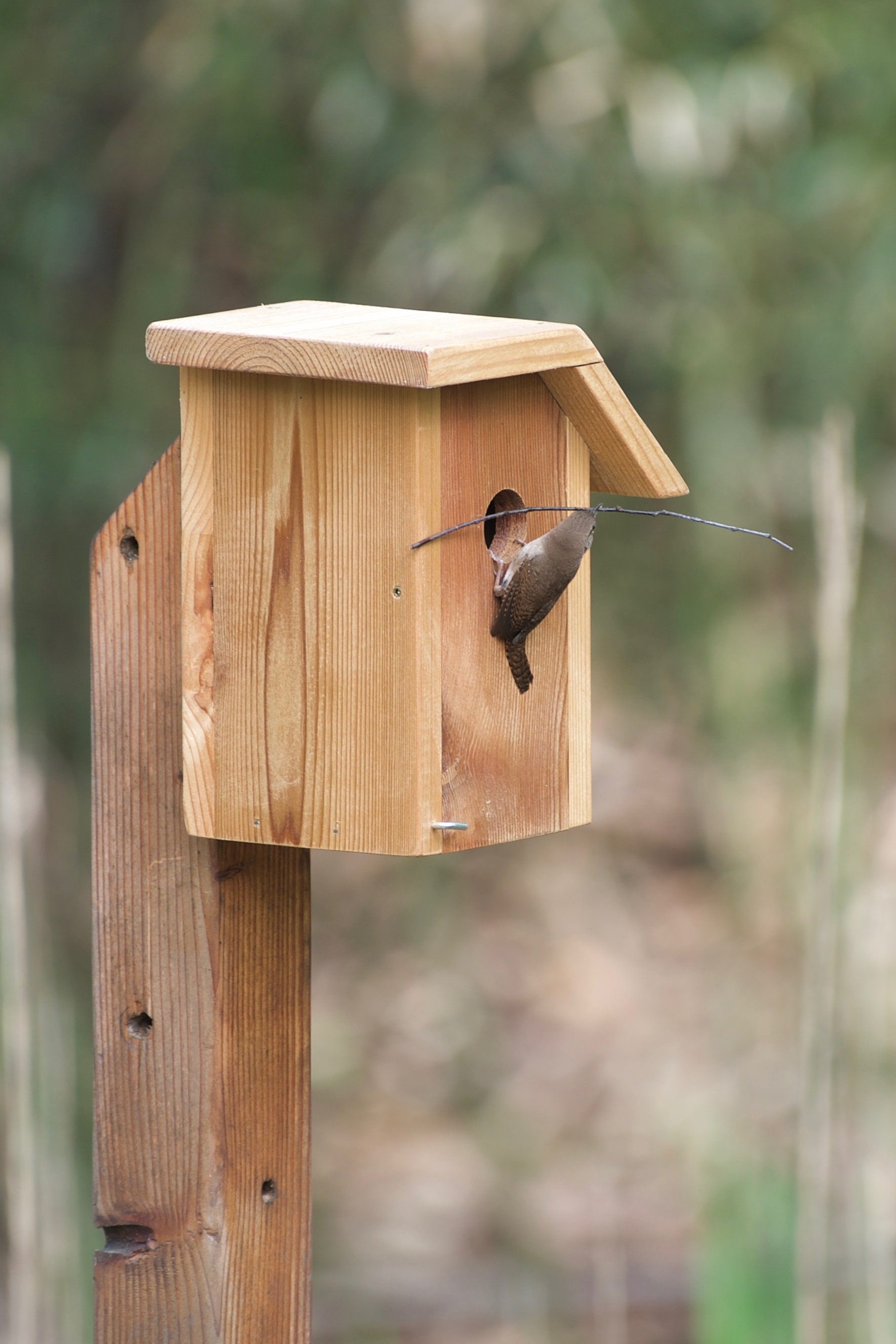 House Wren Cedar Bird House | Etsy