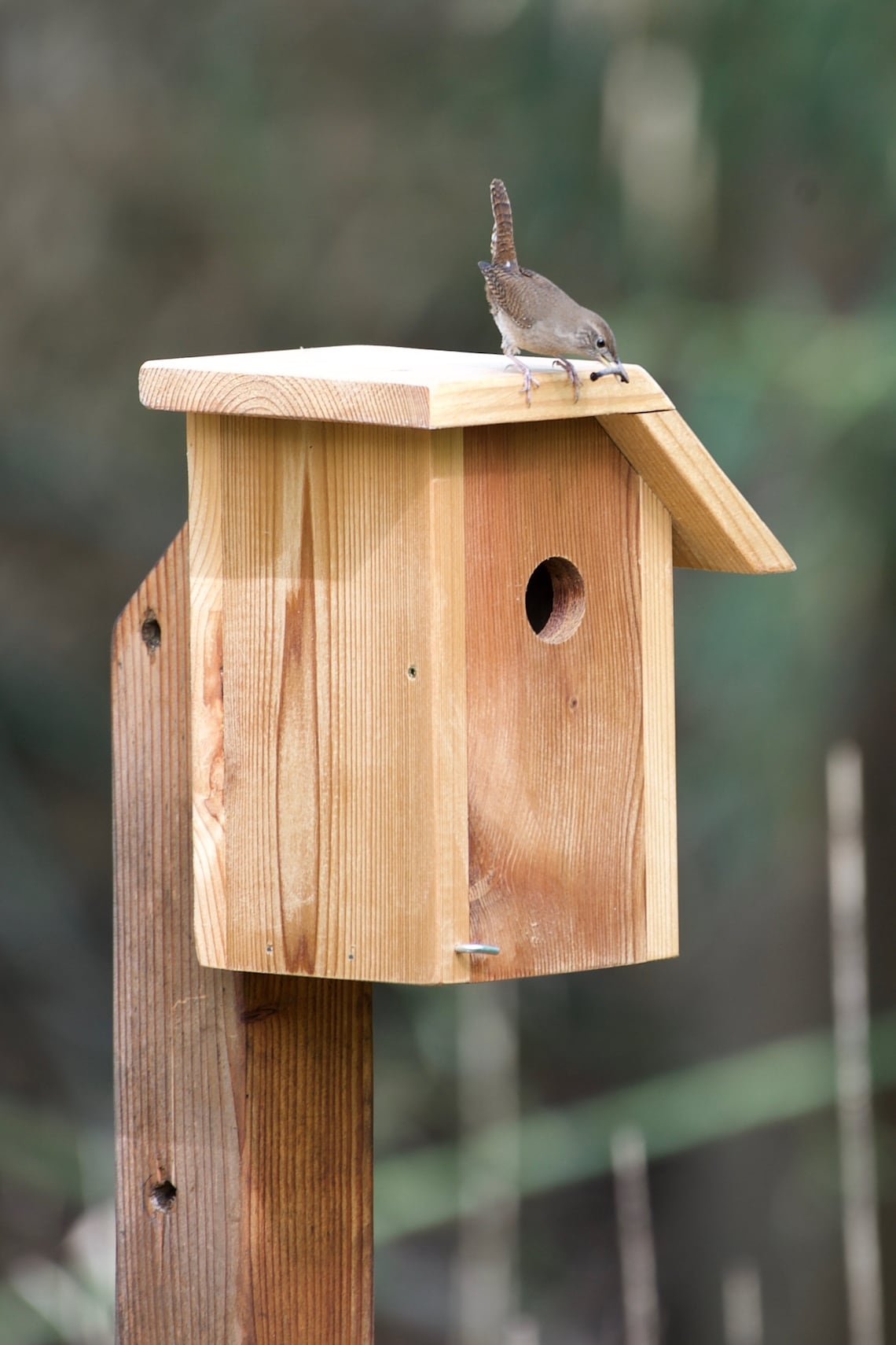 House Wren Cedar Bird House | Etsy