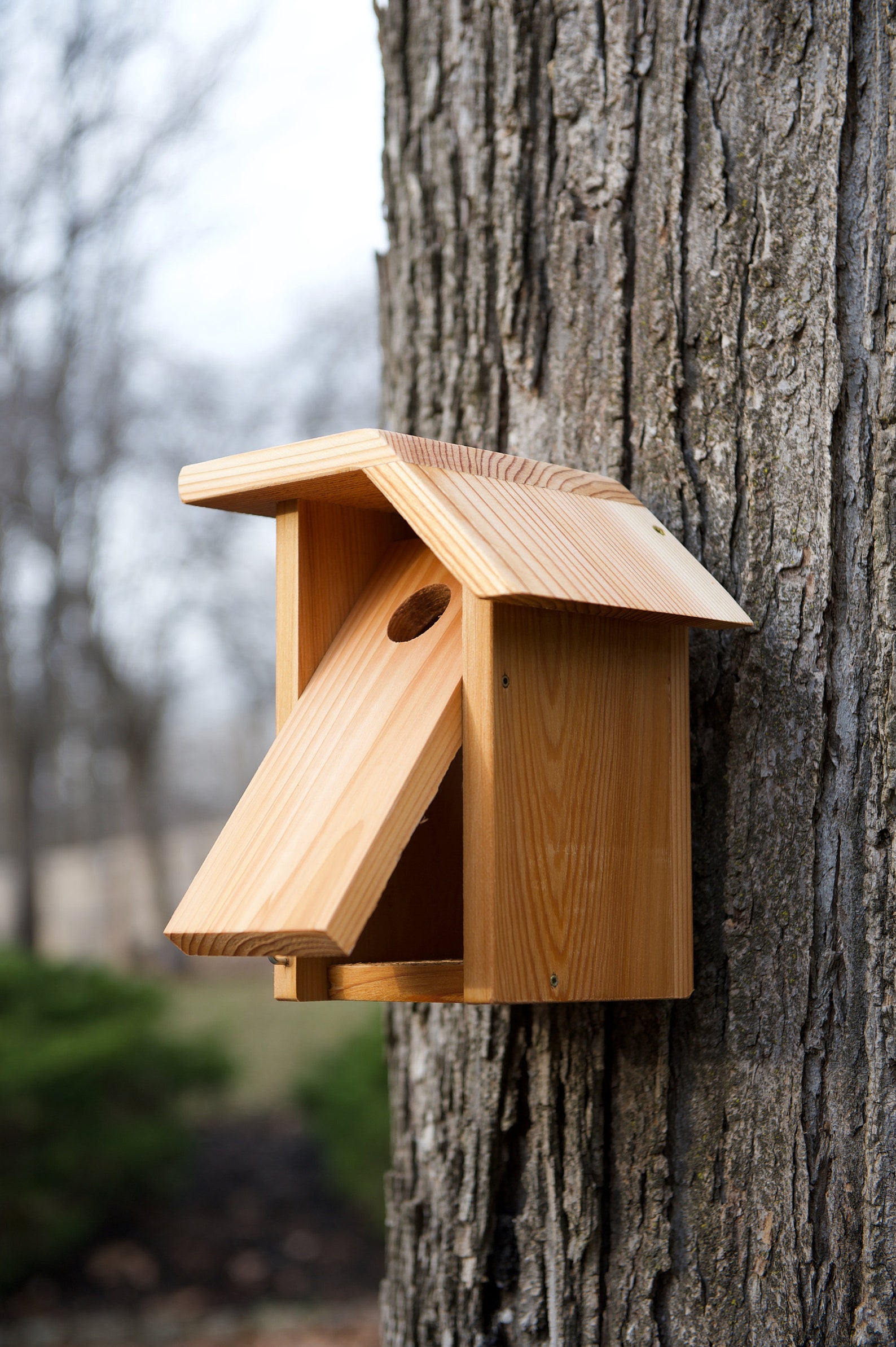 Tree Swallow Cedar Bird House | Etsy