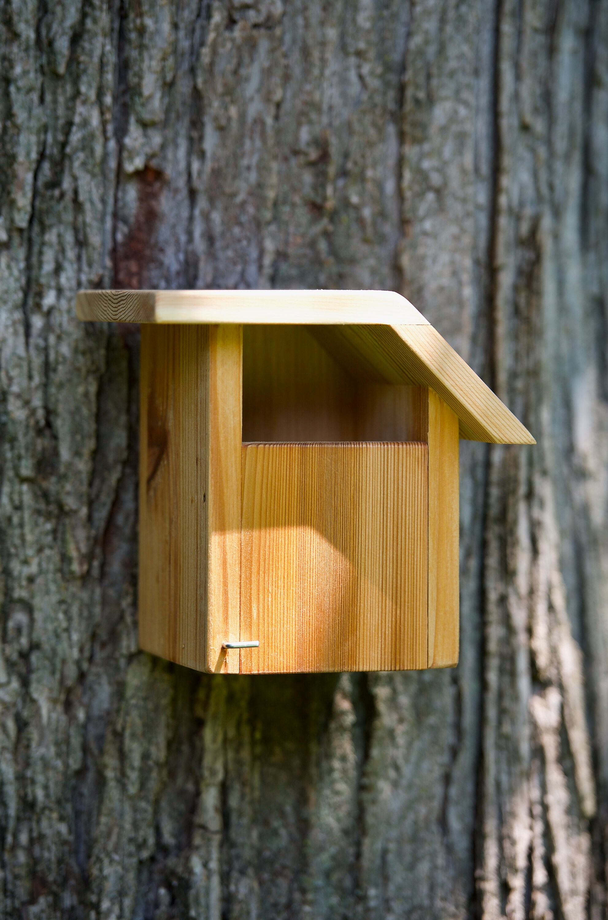 Carolina Wren Cedar Bird House - Etsy