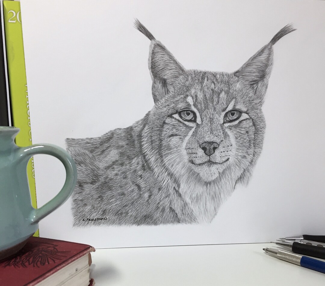 Original Art Eurasian Lynx Drawing. Signed by the Artist - Etsy