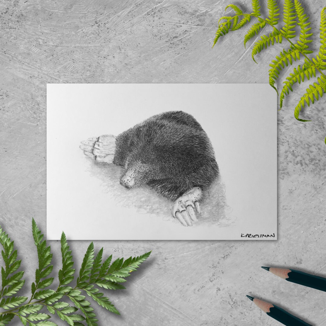 Mole Original Art 'postcard' Graphite Drawing, 6x4 Inches - Etsy