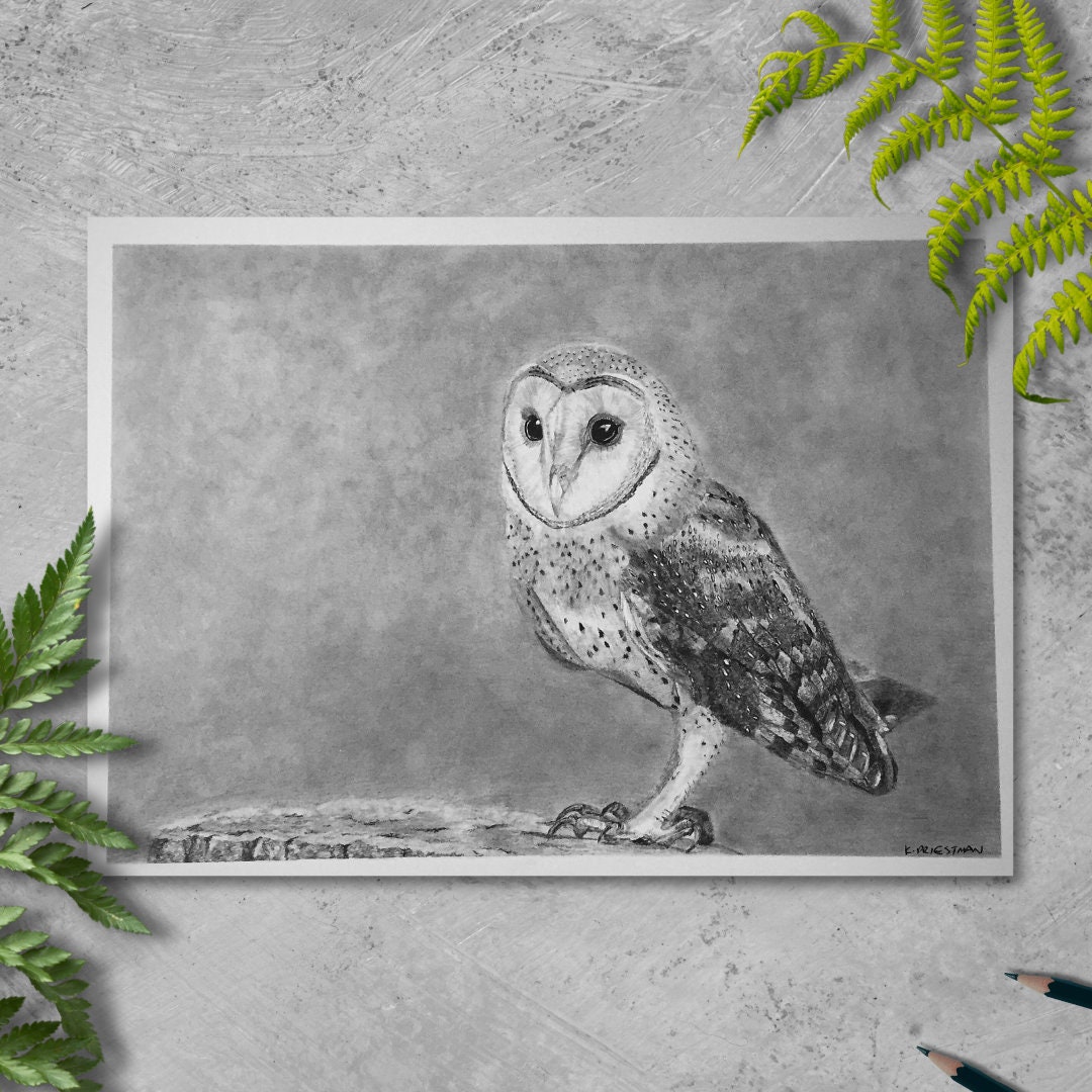 Original Art Barn Owl Graphite Drawing. Signed by the Artist - Etsy