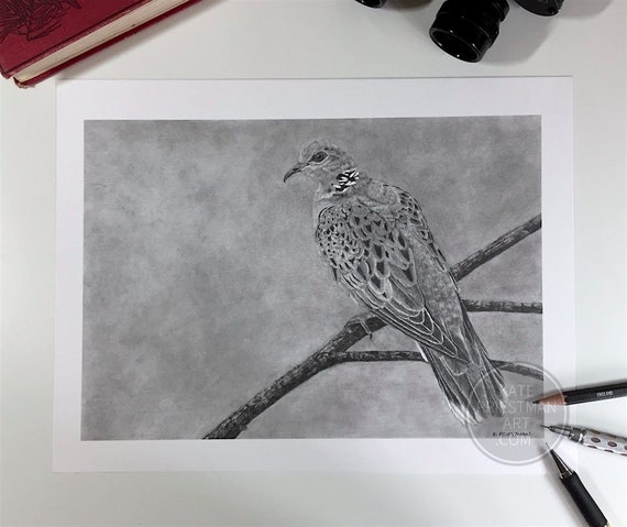 Turtle Doves Drawing