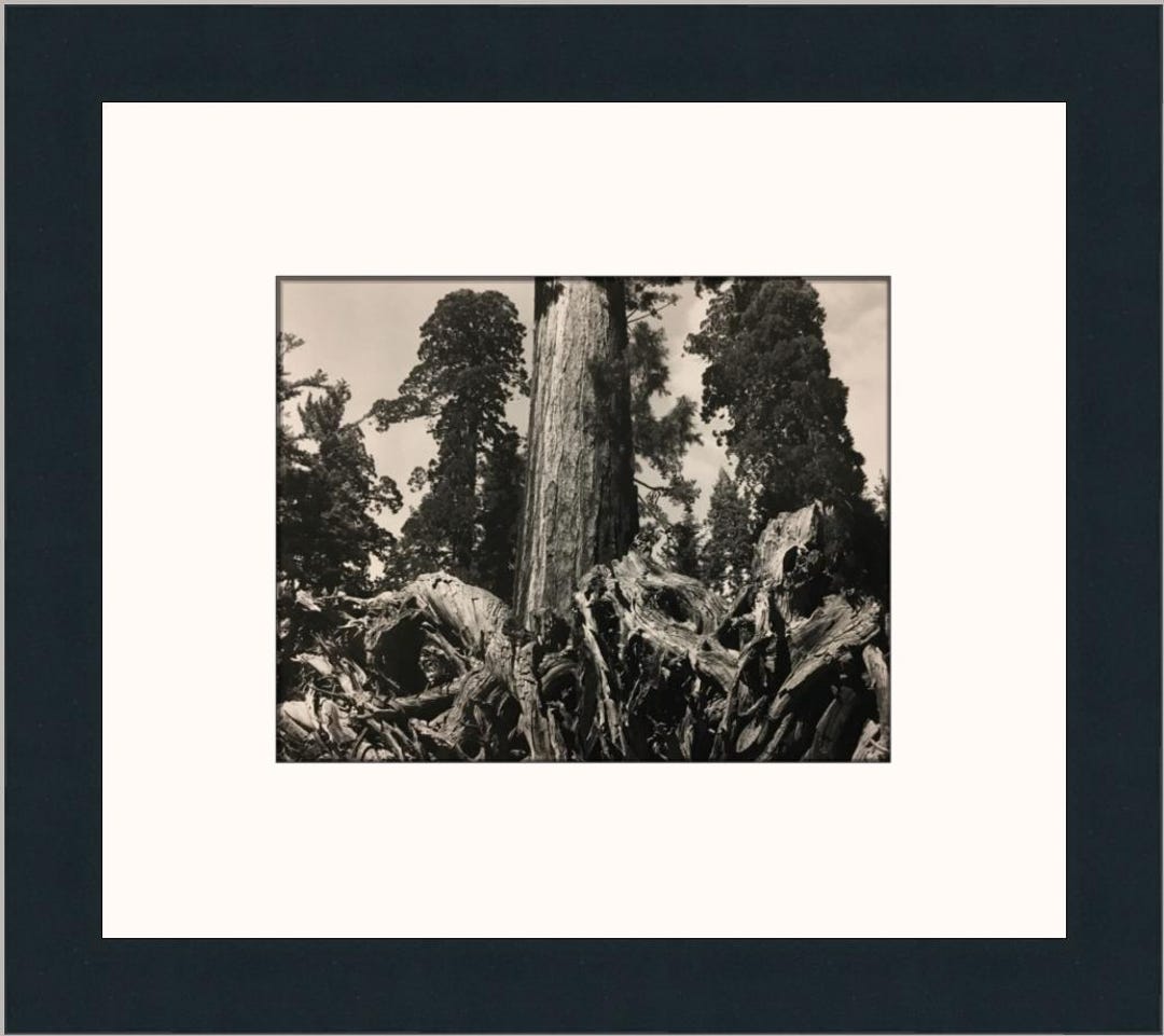 Ansel Adams Redwood Roots and Trees Mariposa Grove CA Custom Framed ...