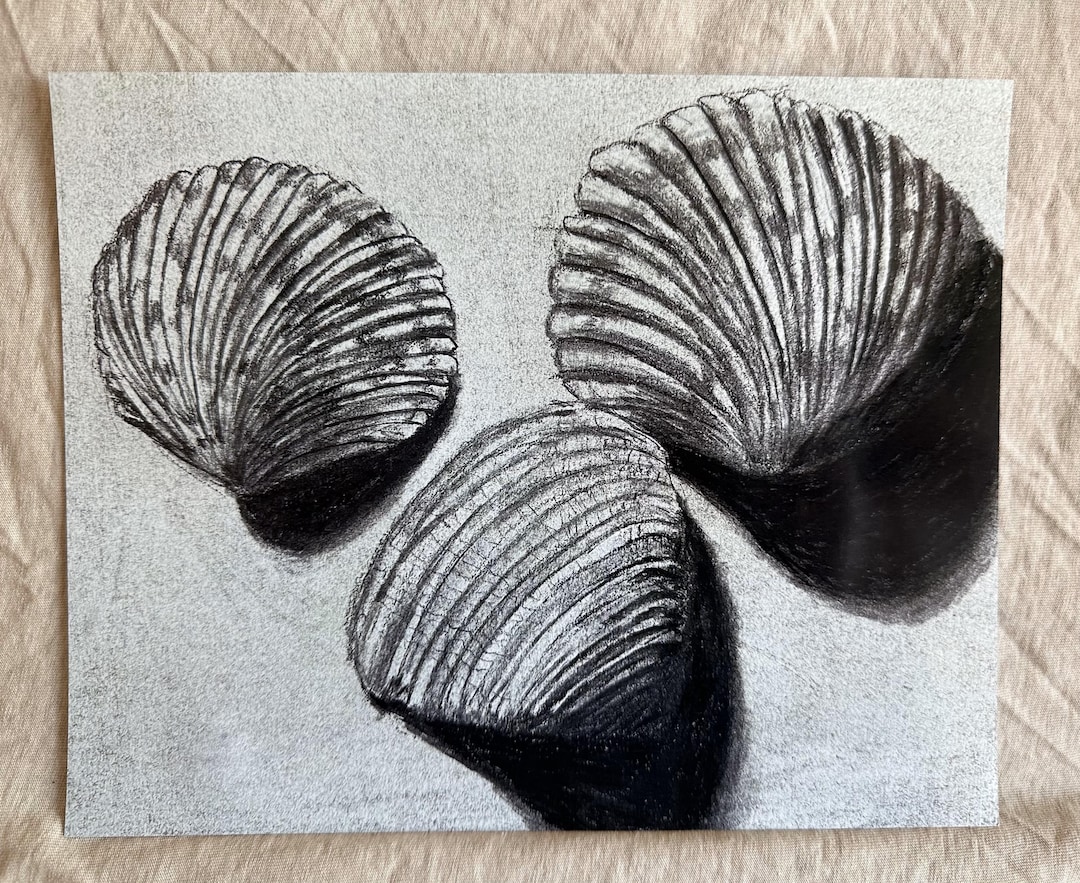 Seashell Charcoal Drawing Unframed 8x10 Print - Etsy