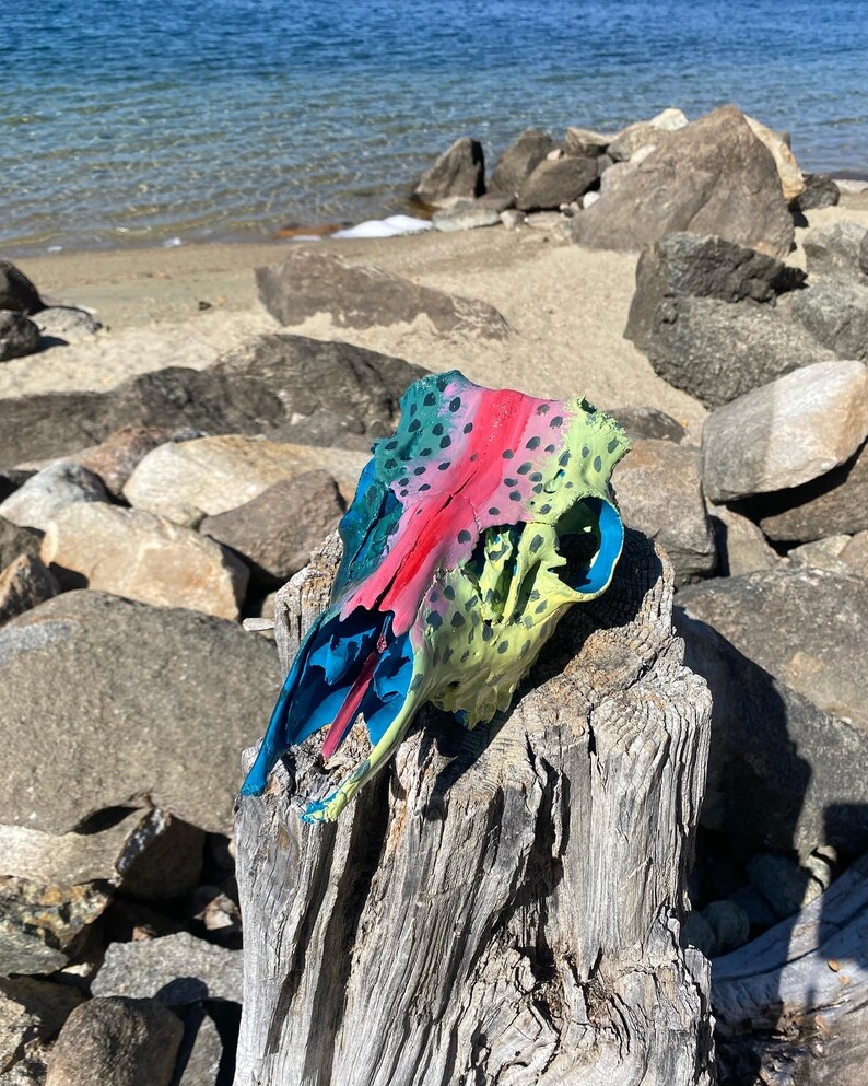 Rainbow Trout on Deer Skull - Etsy