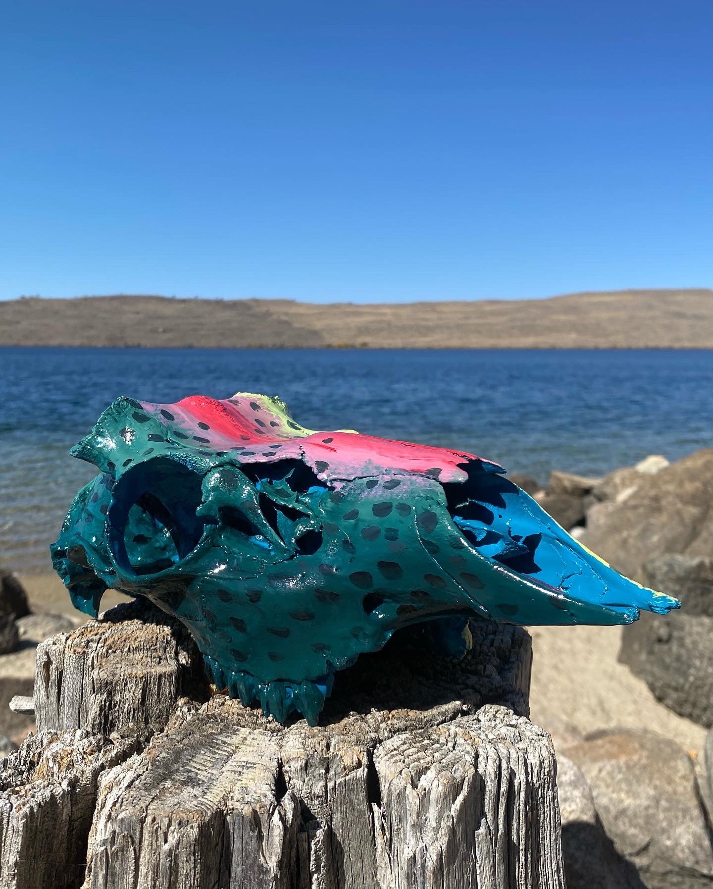 Rainbow Trout on Deer Skull - Etsy