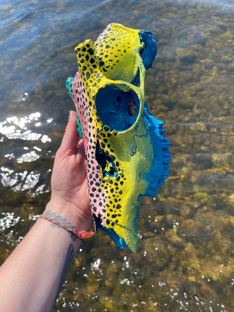 Rainbow Trout on Deer Skull - Etsy