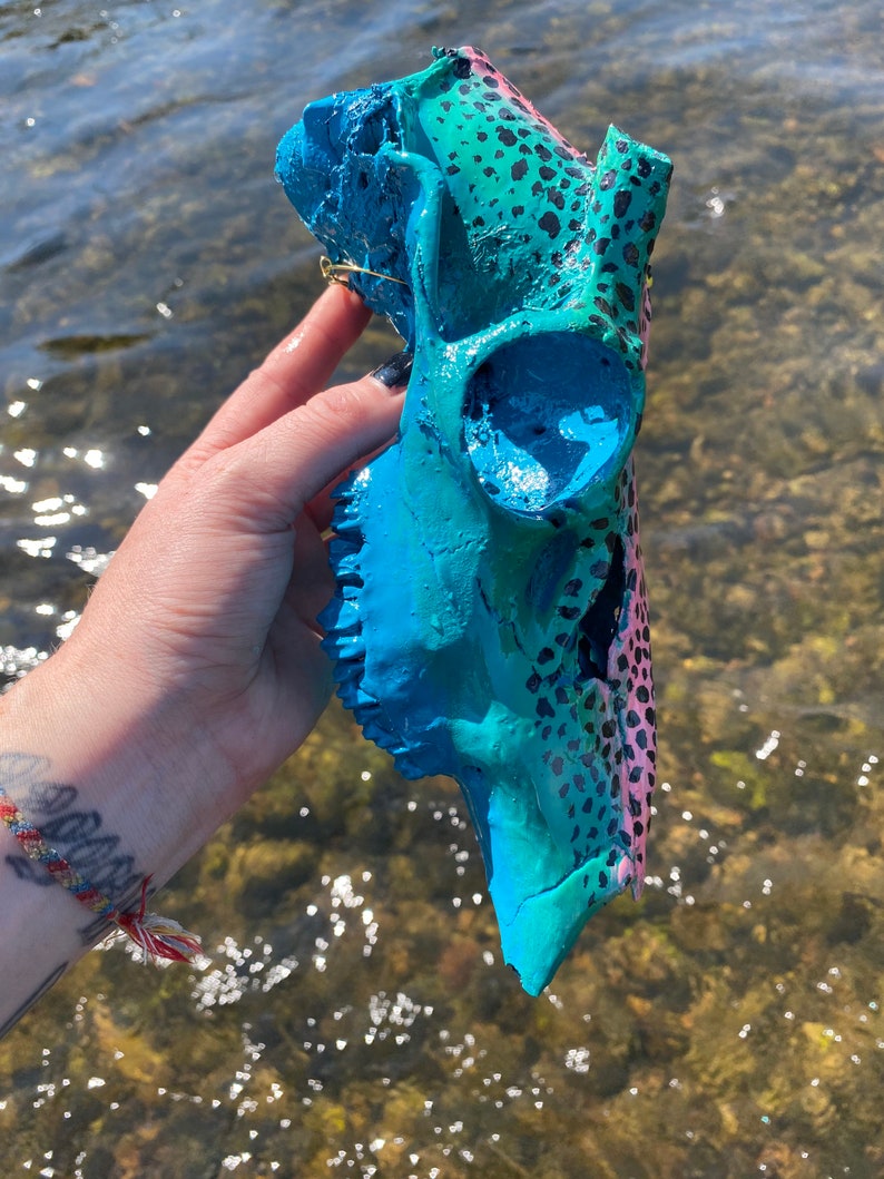 Rainbow Trout on Deer Skull - Etsy