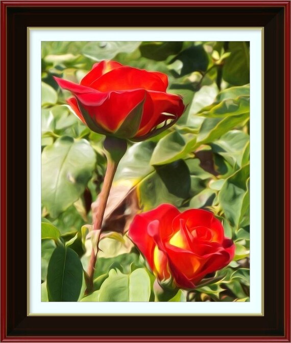 Beautiful Roses from the San Jose Rose Garden 8x10 Photo Print ...