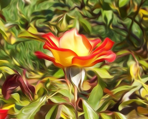 Beautiful Roses from the San Jose Rose Garden 8x10 Photo Print ...