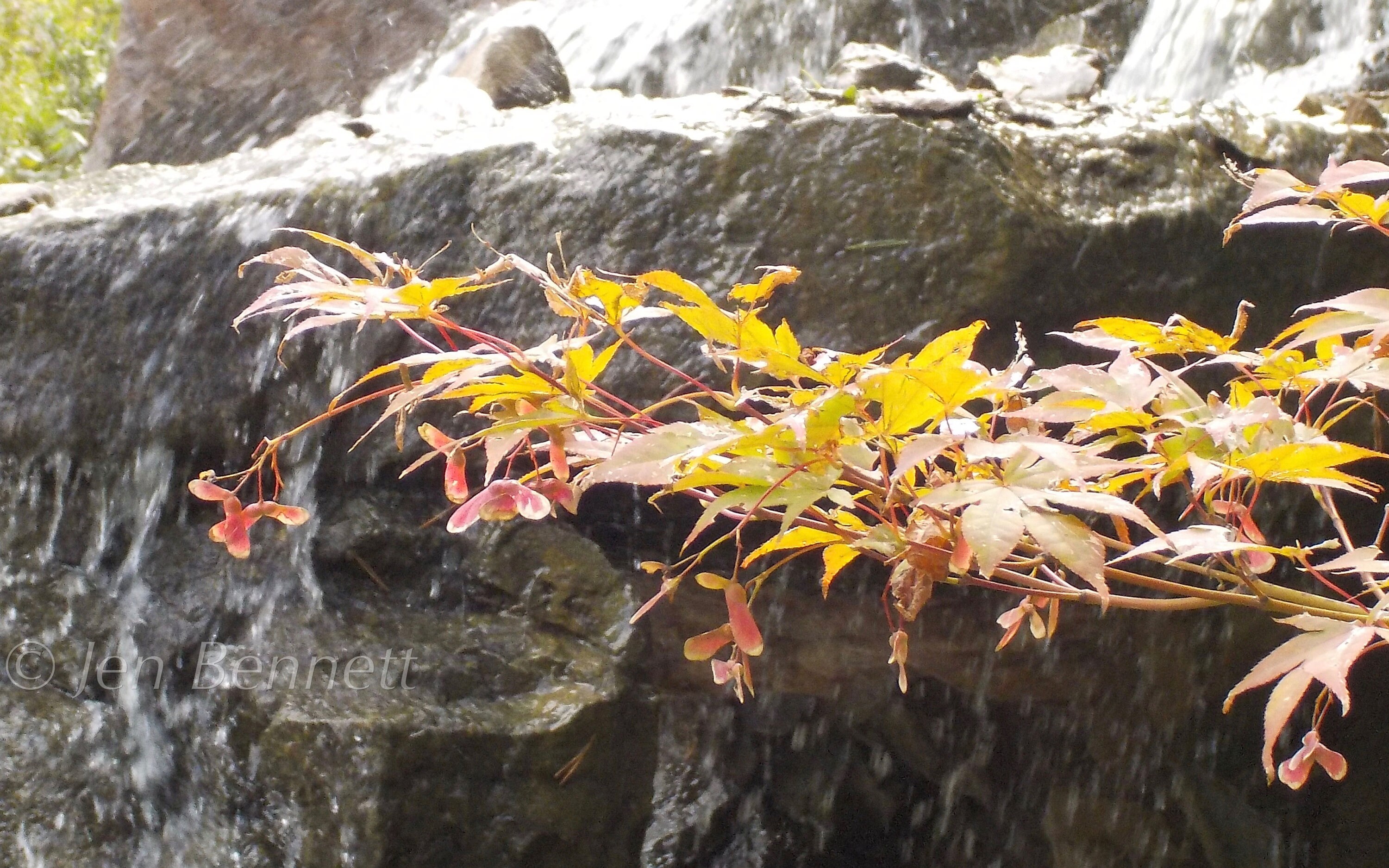 Maple Samaras Photograph 16" X 24" - Etsy Denmark