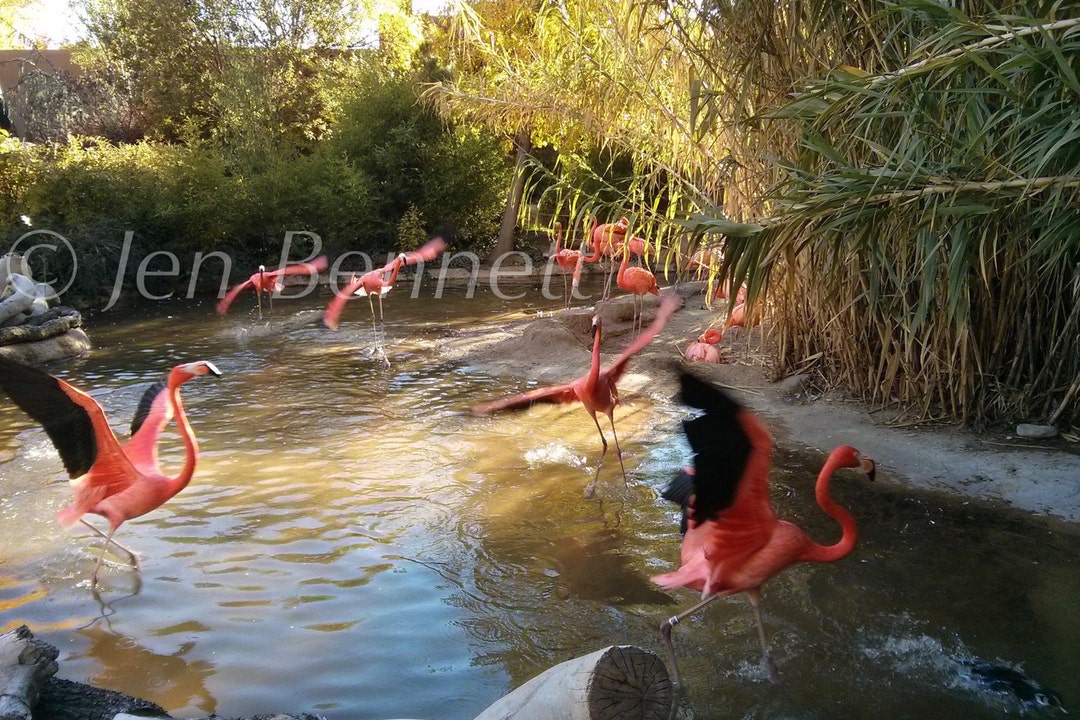 Mad Flamingo Dance Photograph - Etsy