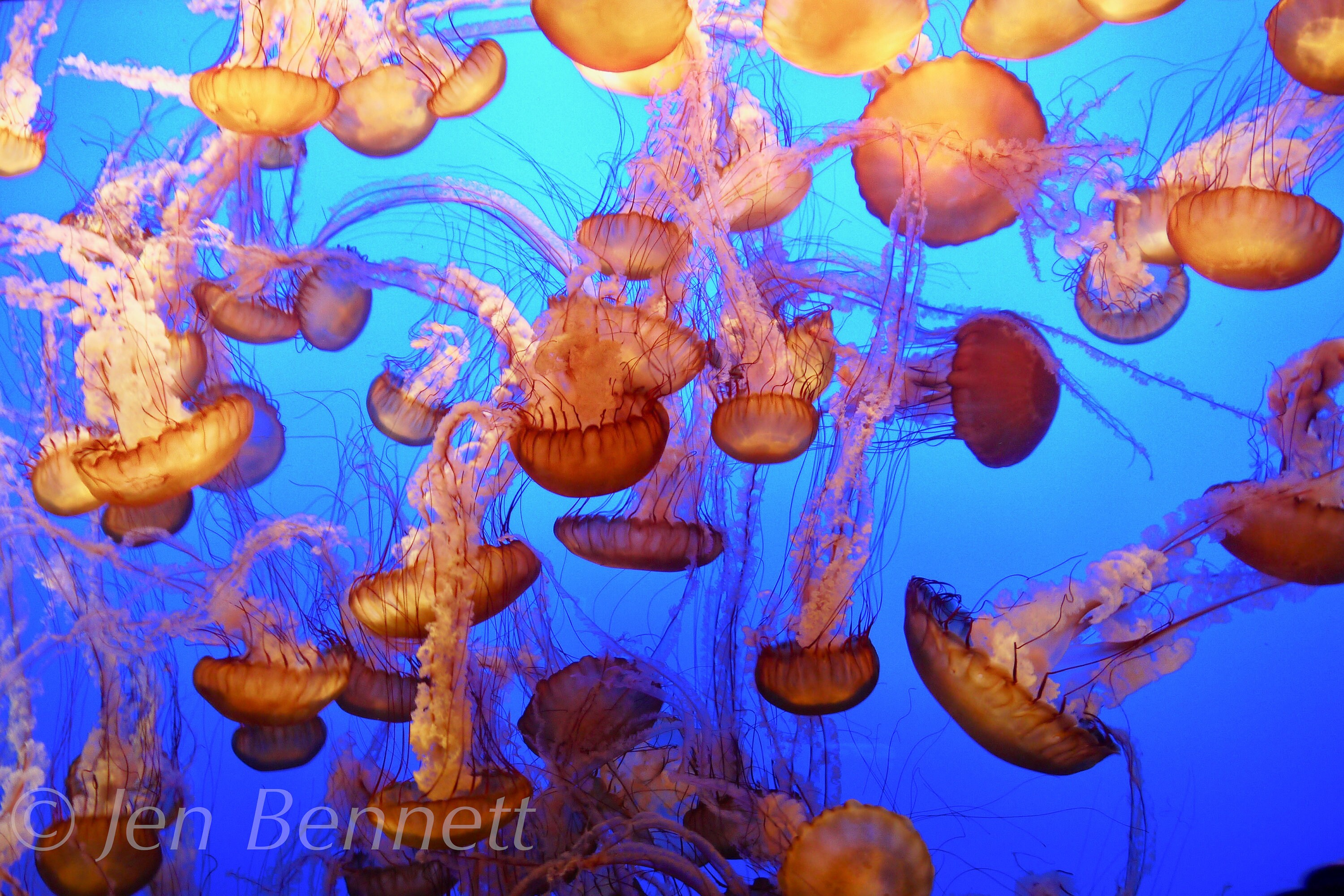 Jelly Mass - Sea Nettle Jellyfish - Orange - Etsy