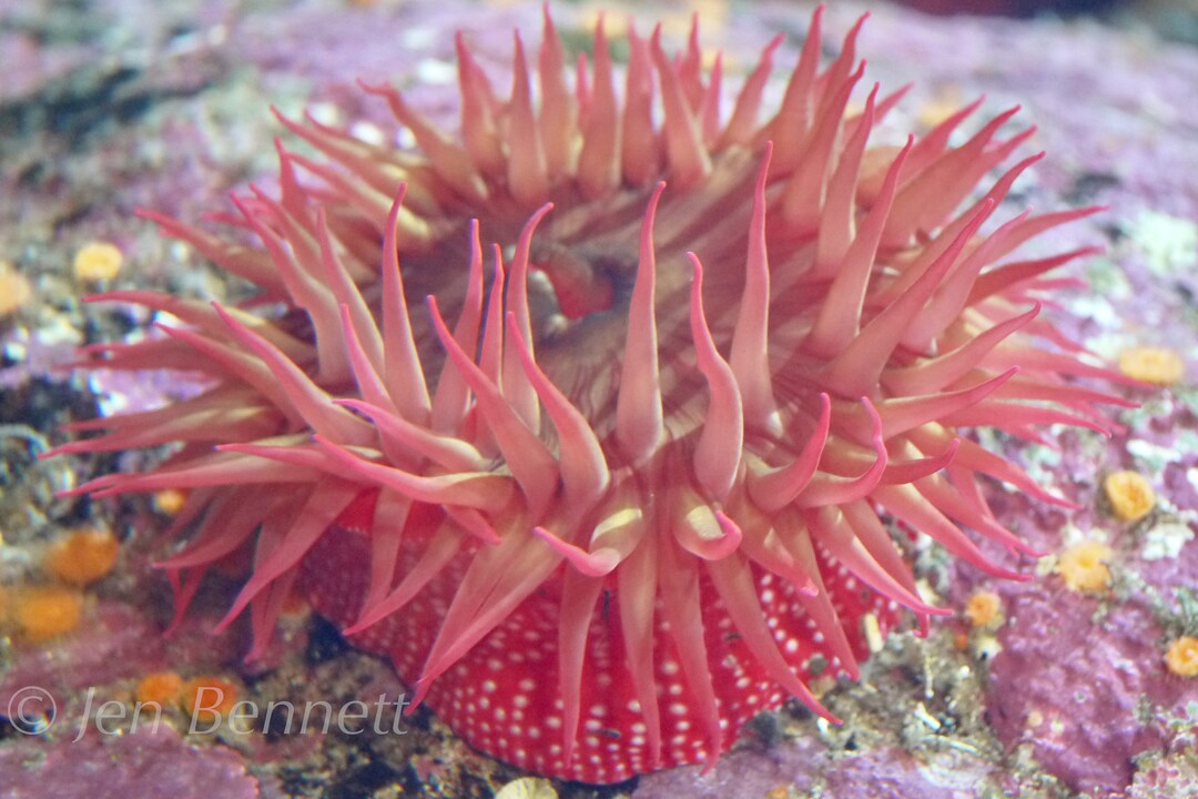 Ruby Temptress - Sea Anemone - Red - Etsy