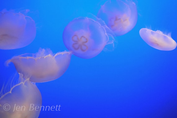 Phases of the Moon Moon Jellyfish | Etsy