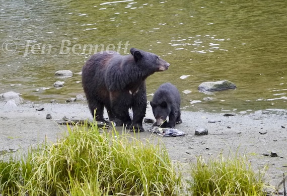 Protective Mama Bear
