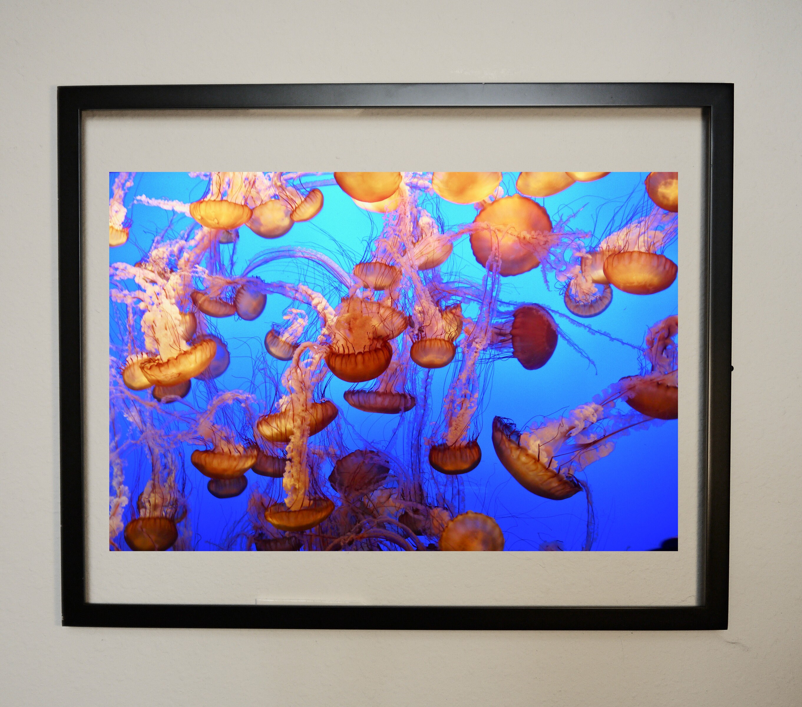 Jelly Mass - Sea Nettle Jellyfish - Orange - Etsy