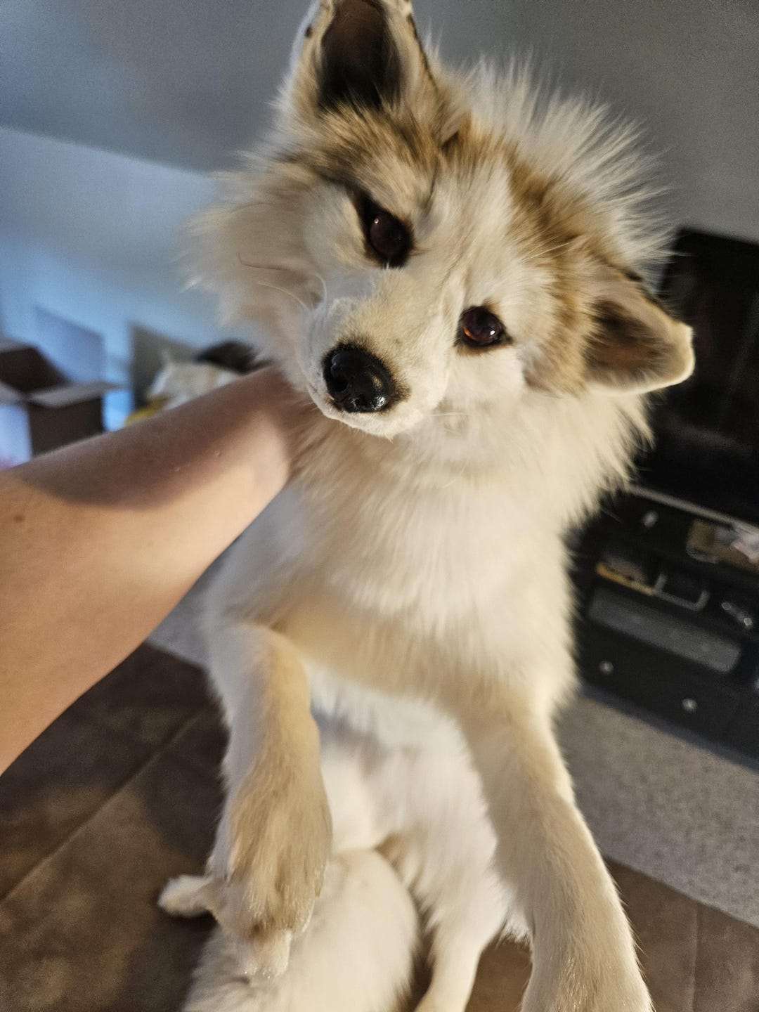 Stunning & HUGE , Super Fluffy Sunglow Fox Softmount Taxidermy - Etsy