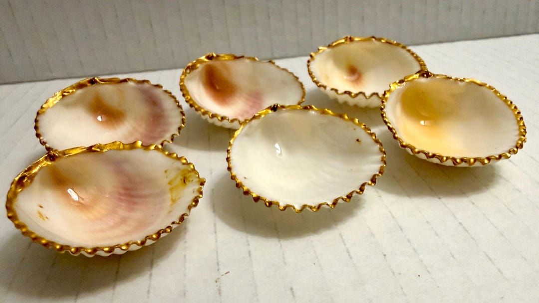 Elegant Set of 6 Sea Shell Magnets. Comes Beautifully Boxed With Charm ...