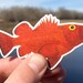 Yelloweye Rockfish Sticker Red Snapper Alaska Fish Cute Marine - Etsy