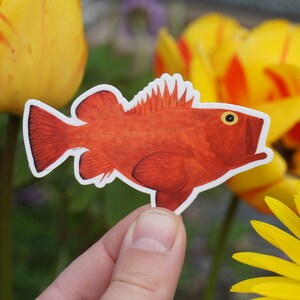 Yelloweye Rockfish Sticker Red Snapper Alaska Fish Cute Marine - Etsy