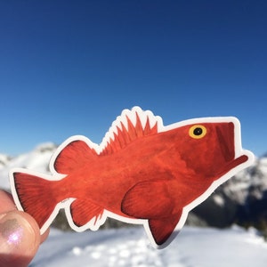 Yelloweye Rockfish Sticker Red Snapper Alaska Fish Cute Marine | Etsy