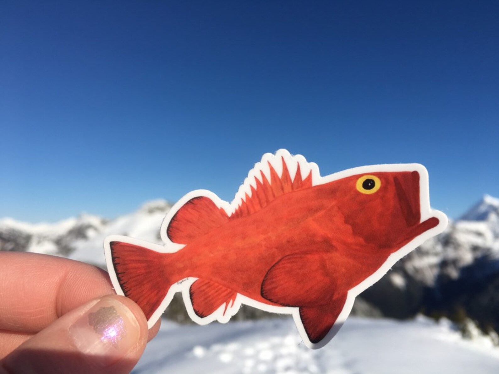 Yelloweye Rockfish Sticker Red Snapper Alaska Fish Cute Marine | Etsy