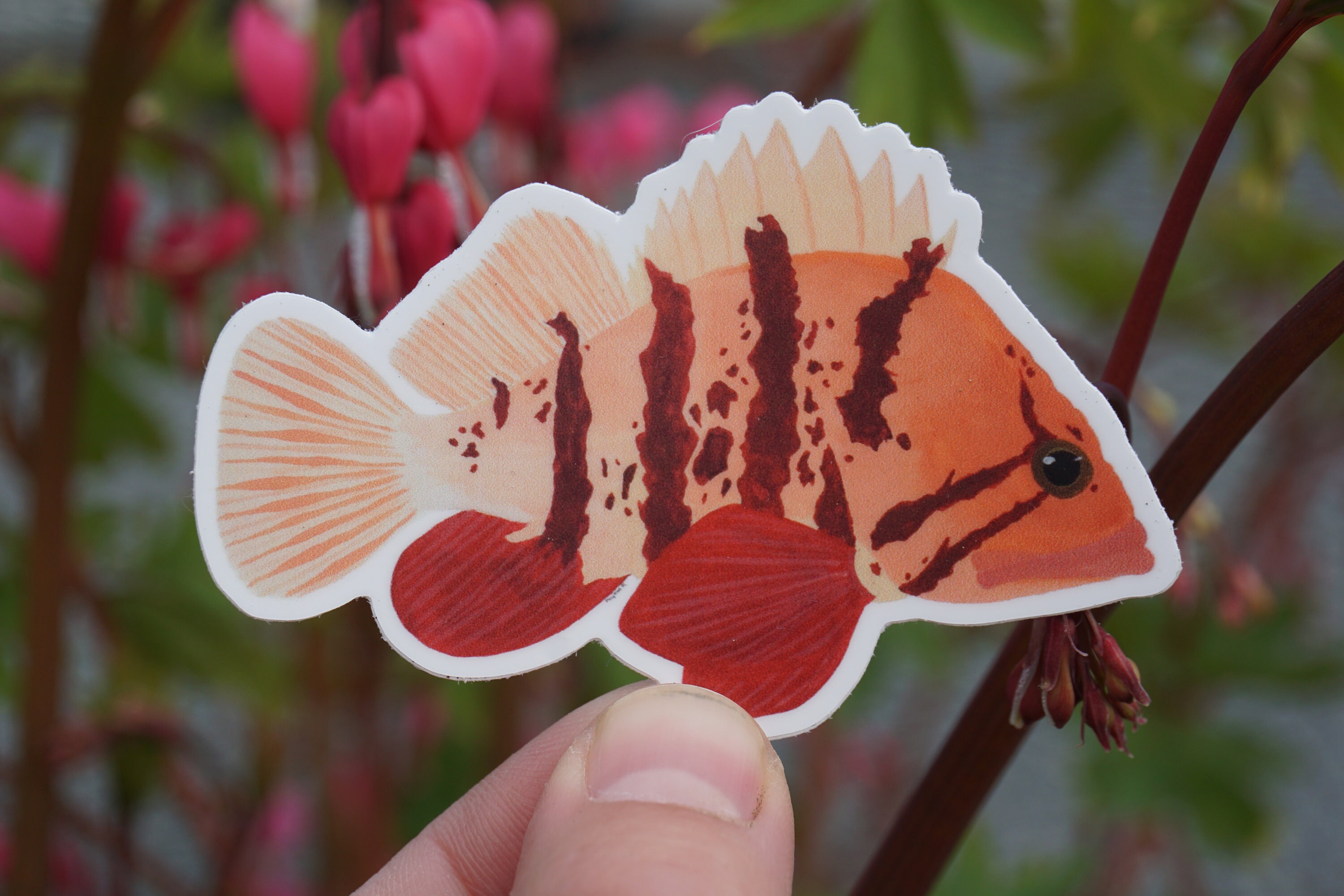 Tiger Rockfish Sticker Alaska Fish Cute Marine Biology Science | Etsy