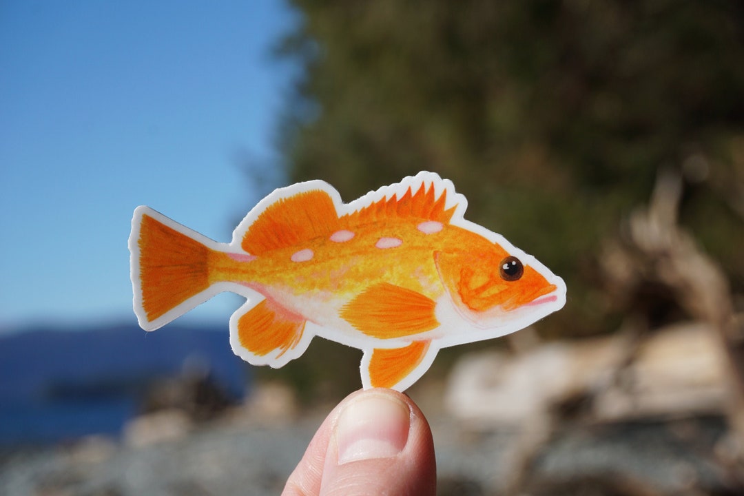 Rosethorn Rockfish Sticker Alaska Fish Cute Marine Biology Science ...