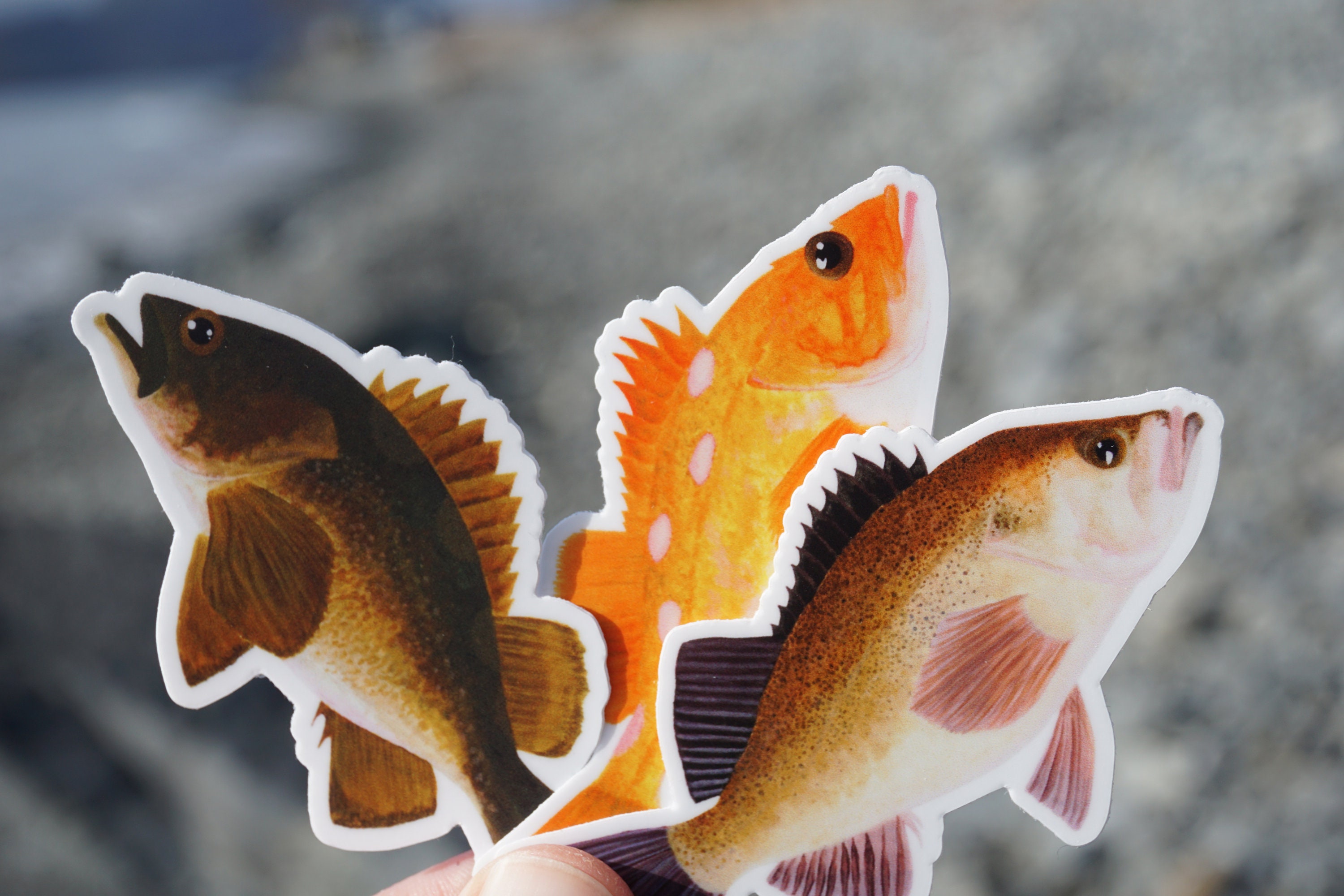 Rosethorn Rockfish Sticker Alaska Fish Cute Marine Biology | Etsy