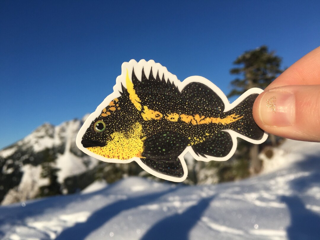 China Rockfish Sticker Alaska Fish Cute Marine Biology Science Payton ...