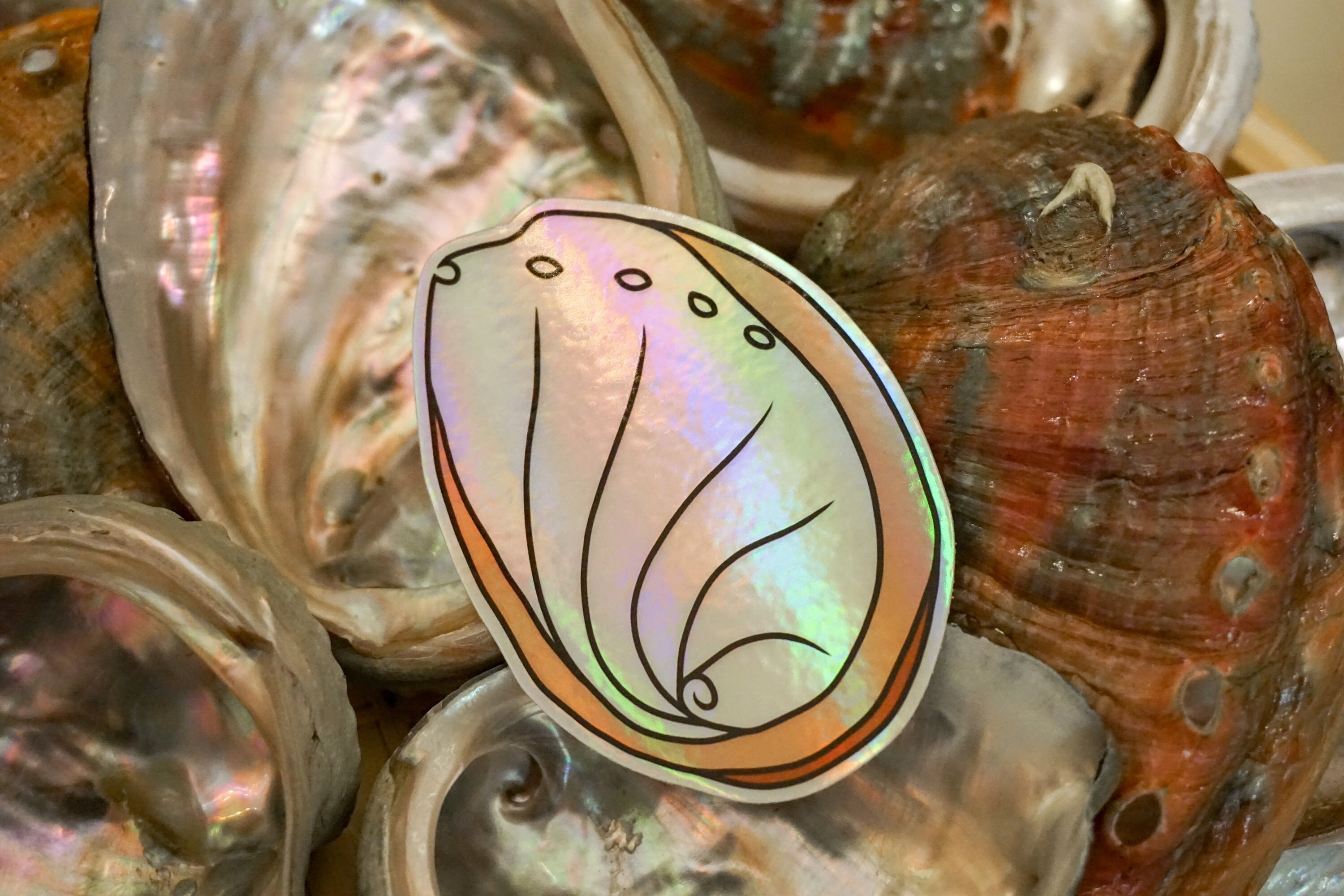 Pinto Abalone Holographic Sticker Shellfish Sitka Alaska Cute | Etsy