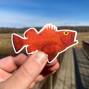 Yelloweye Rockfish Sticker Red Snapper Alaska Fish Cute Marine - Etsy