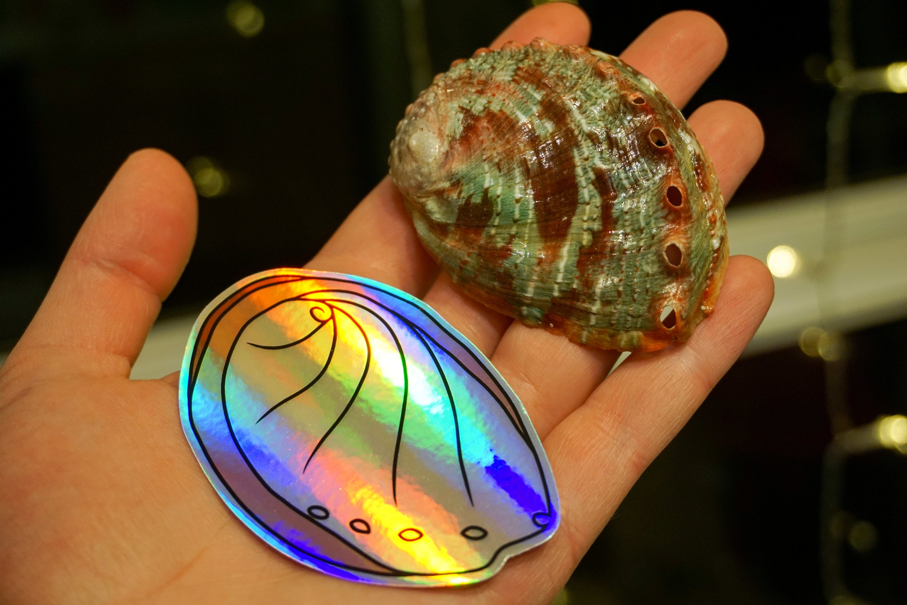 Pinto Abalone Holographic Sticker Shellfish Sitka Alaska Cute | Etsy