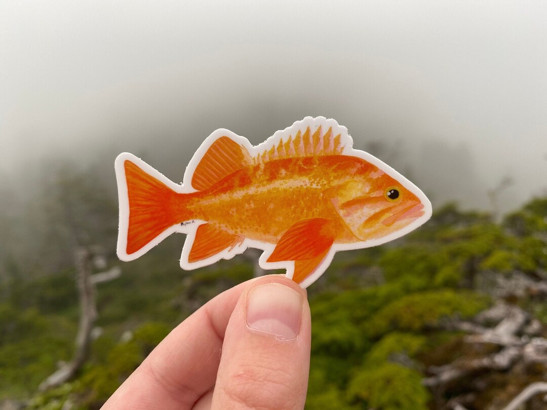 Canary Rockfish Sticker Alaska Fish Cute Marine Biology Science Payton ...