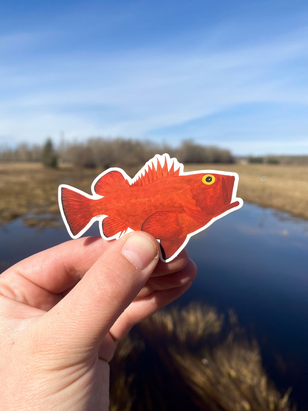 Yelloweye Rockfish Sticker Red Snapper Alaska Fish Cute Marine - Etsy