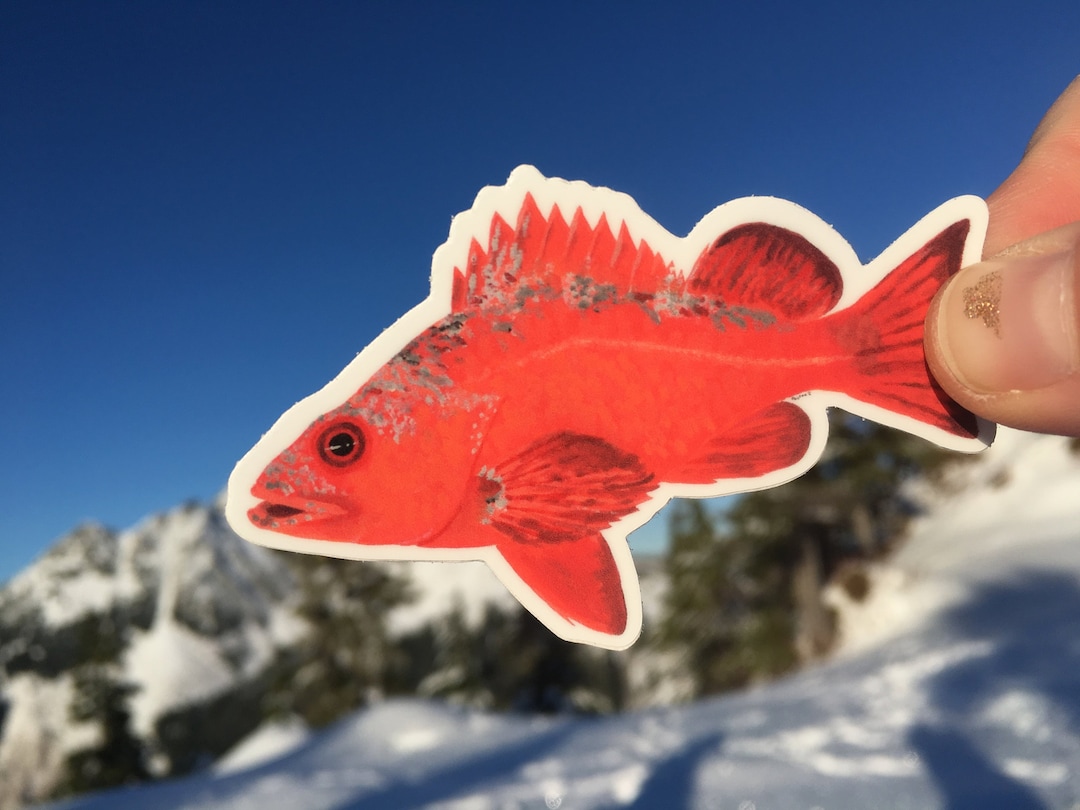 Vermilion Rockfish Sticker Alaska Fish Cute Marine Biology Science ...