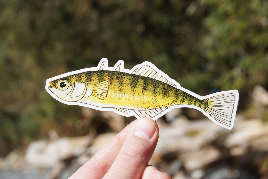 Threespine Stickleback Sticker Fish Alaska Freshwater Fishing - Etsy