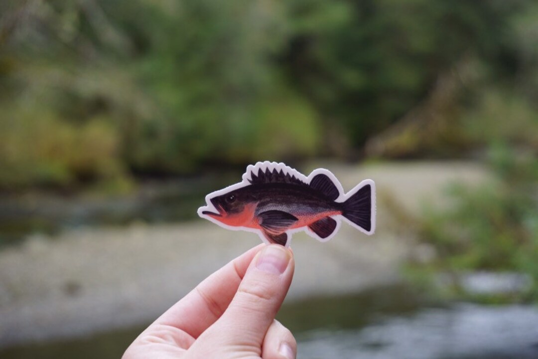Silvergray Rockfish Sticker Alaska Fish Cute Marine Biology - Etsy UK