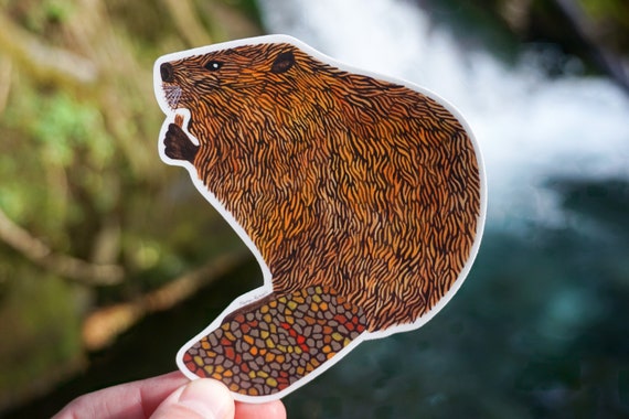 American Beaver Sticker Alaska Furbearer Rodent Trapping - Etsy