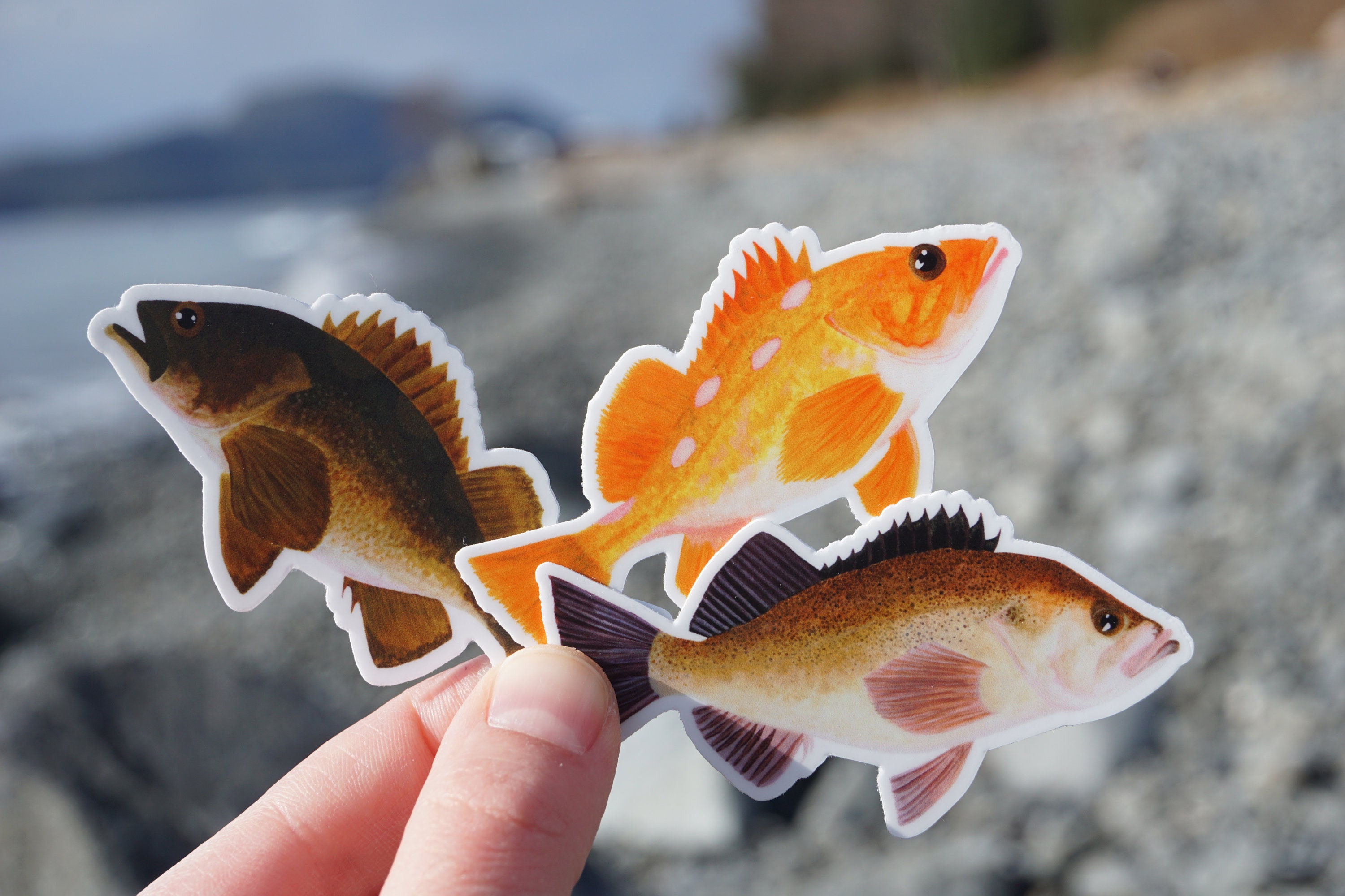 Yellowtail Rockfish Sticker Alaska Fish Cute Marine Biology | Etsy