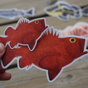 Yelloweye Rockfish Sticker Red Snapper Alaska Fish Cute Marine | Etsy