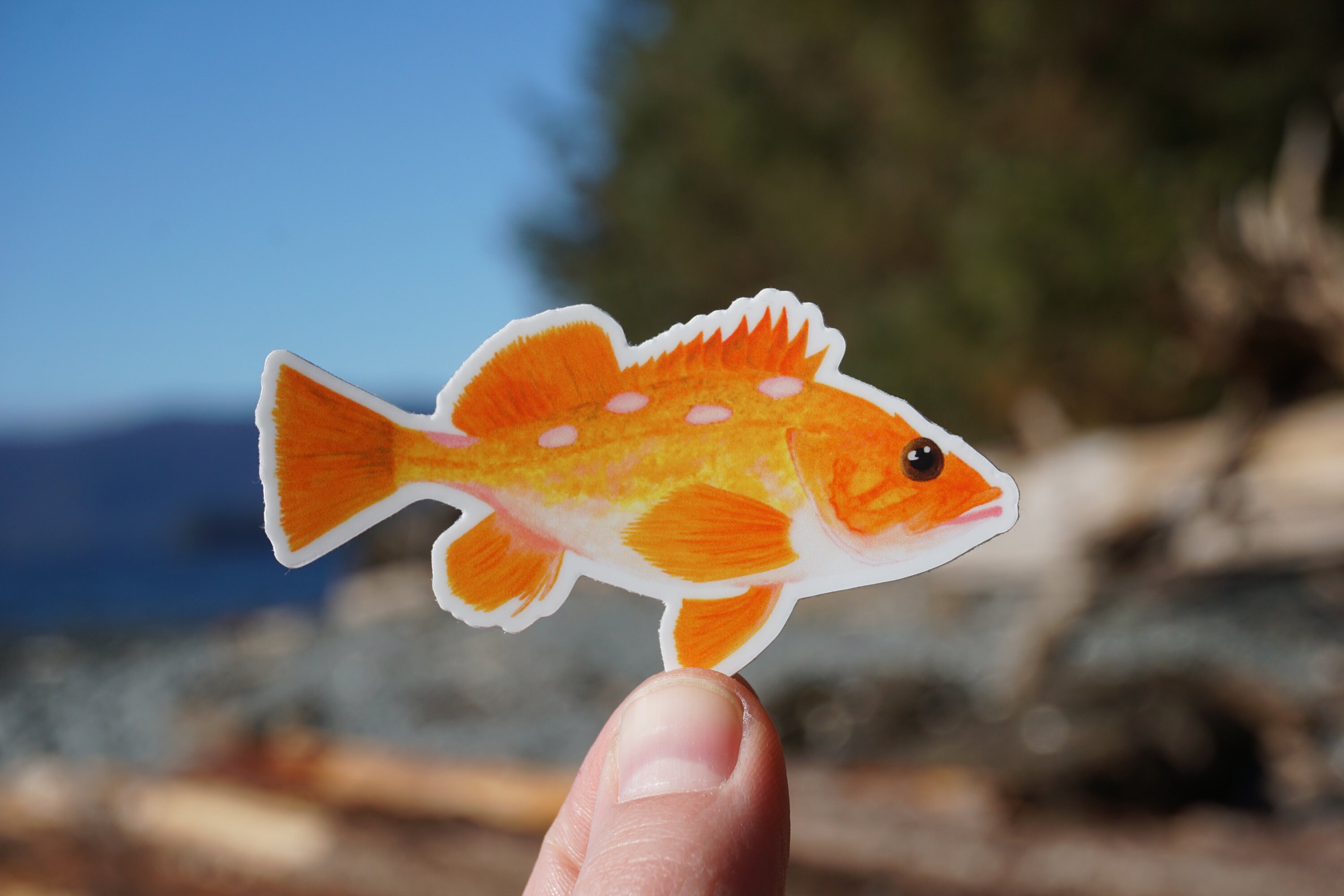 Rosethorn Rockfish Sticker Alaska Fish Cute Marine Biology | Etsy