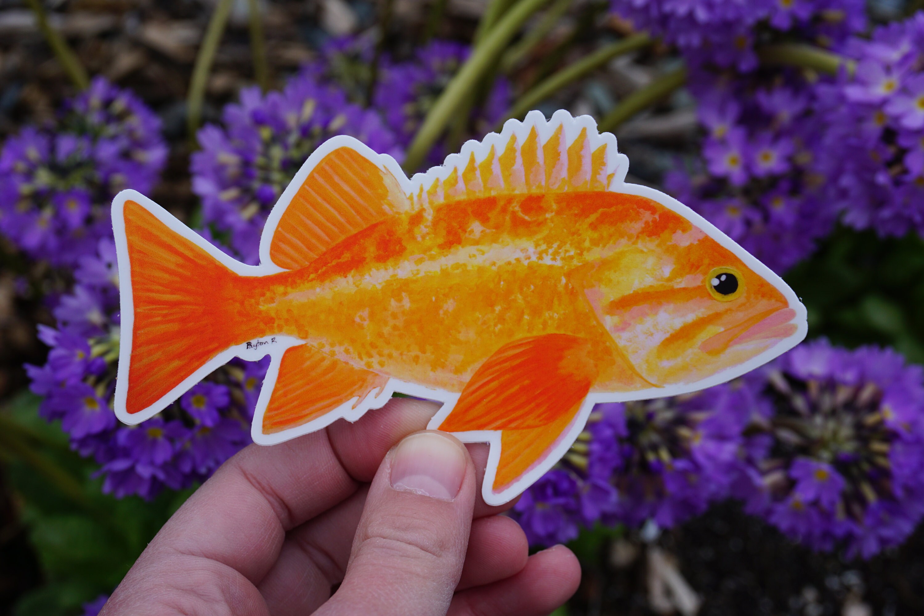 Canary Rockfish Sticker Alaska Fish Cute Marine Biology | Etsy
