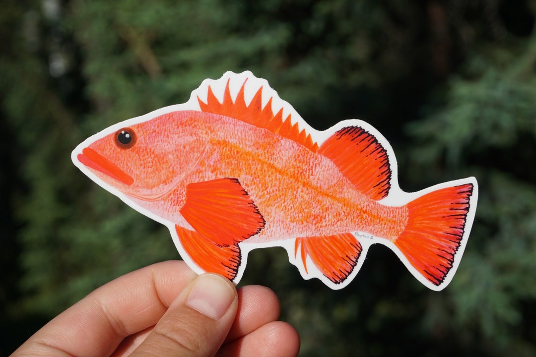 Rougheye Rockfish Sticker Alaska Fish Cute Marine Biology - Etsy