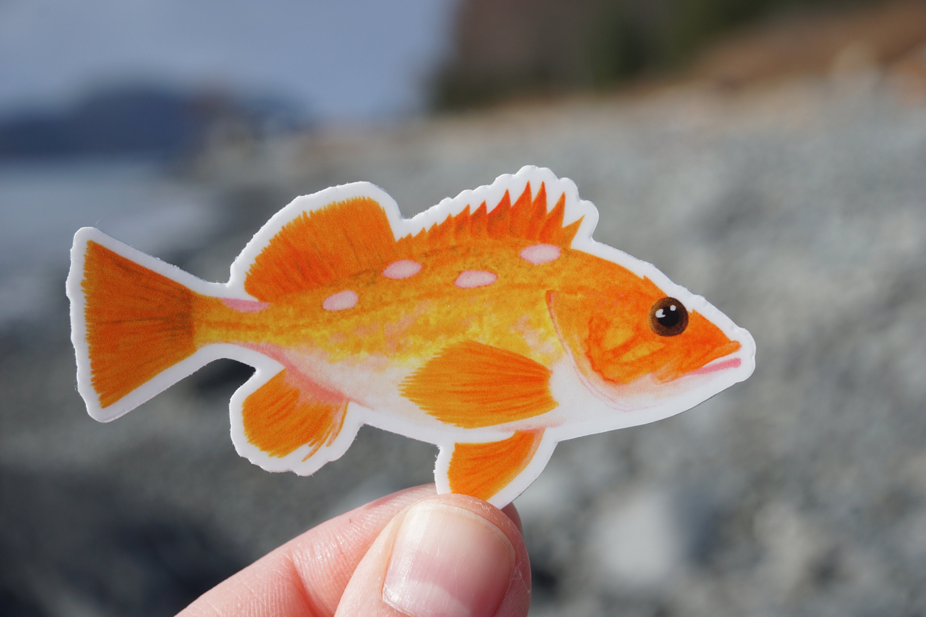 Rosethorn Rockfish Sticker Alaska Fish Cute Marine Biology | Etsy