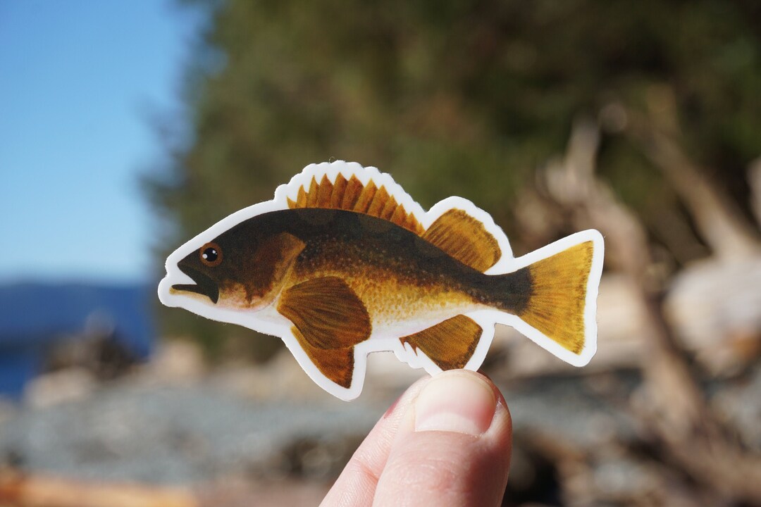Yellowtail Rockfish Sticker Alaska Fish Cute Marine Biology - Etsy