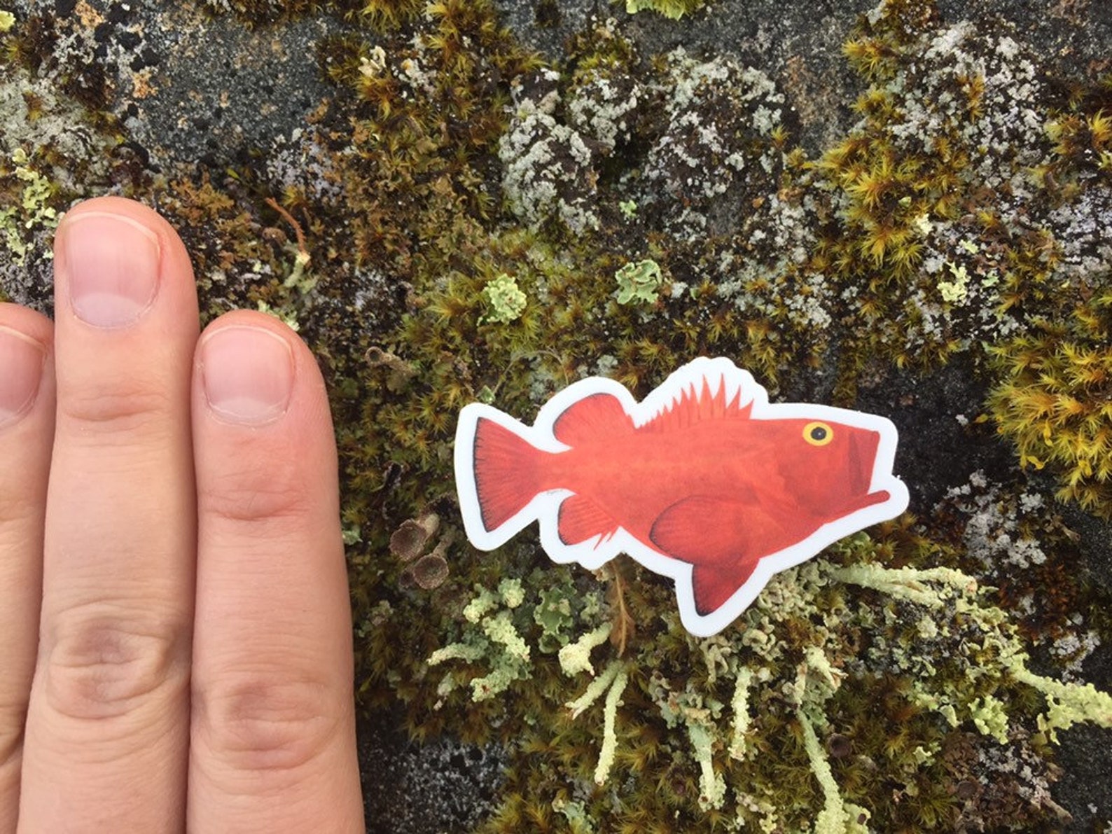 Yelloweye Rockfish Sticker Red Snapper Alaska Fish Cute Marine | Etsy